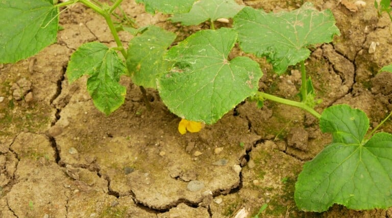 15 Mistakes to Avoid When Growing Cucumbers This Season