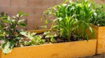 15 Tips for Gardening in Small Spaces
