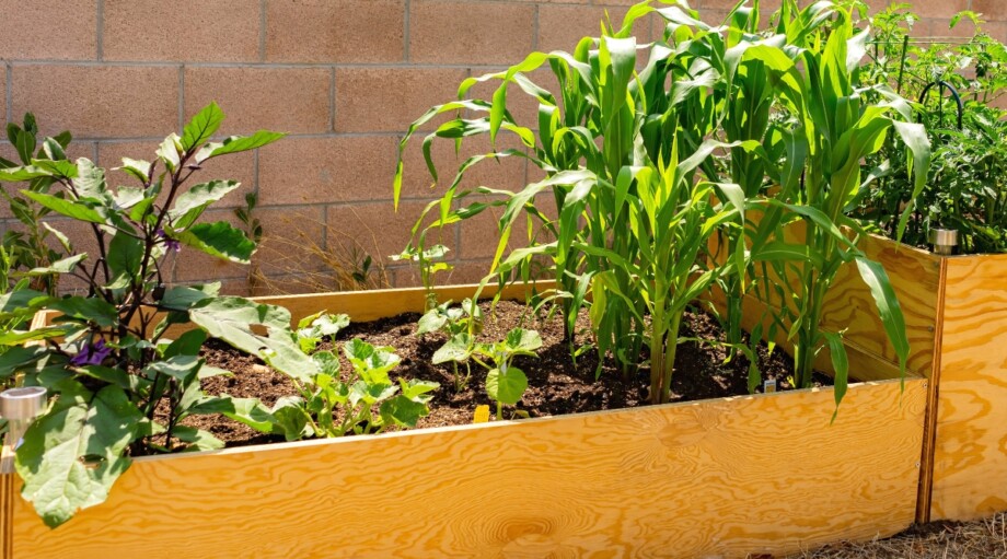 15 Tips for Gardening in Small Spaces