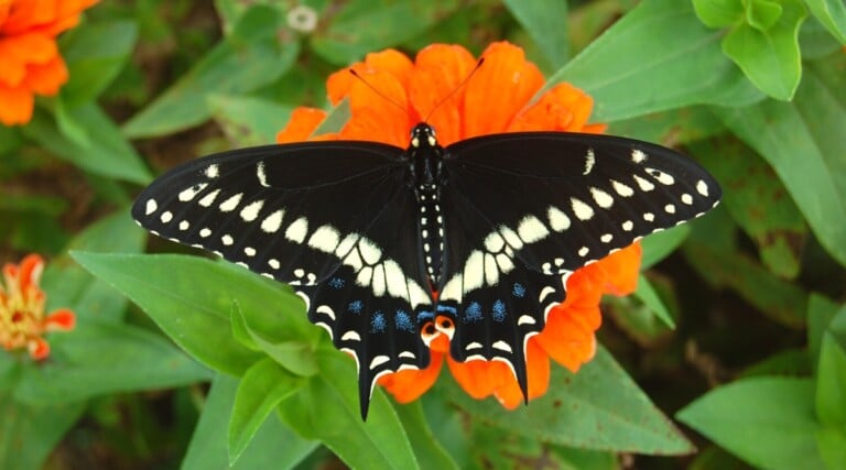 30 Beautiful Host Plants For Butterflies