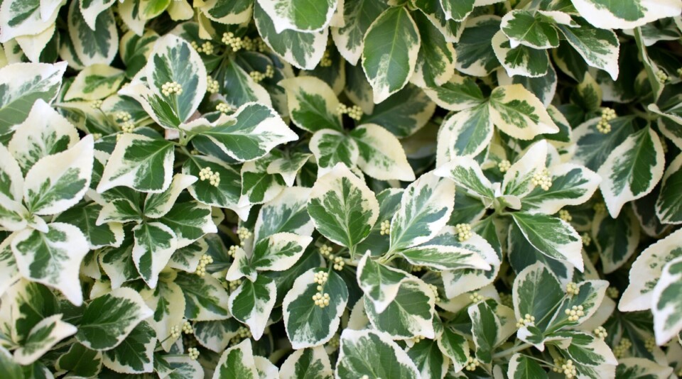 25 Low-Maintenance Shrubs That Thrive on Neglect