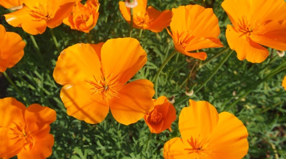 35 Flowers That Will Thrive in Sandy Soil