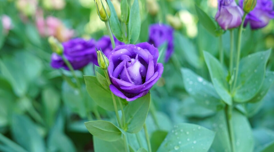How to Plant, Grow, and Care for Lisianthus