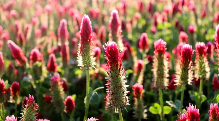 15 Cover Crops That Can Double as a Pollinator Patch