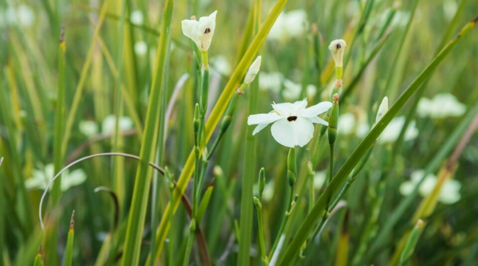 9 Reasons to Plant Bicolor Irises This Season