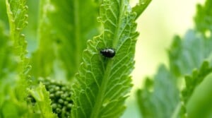 15 Garden Pests To Watch Out For This Season