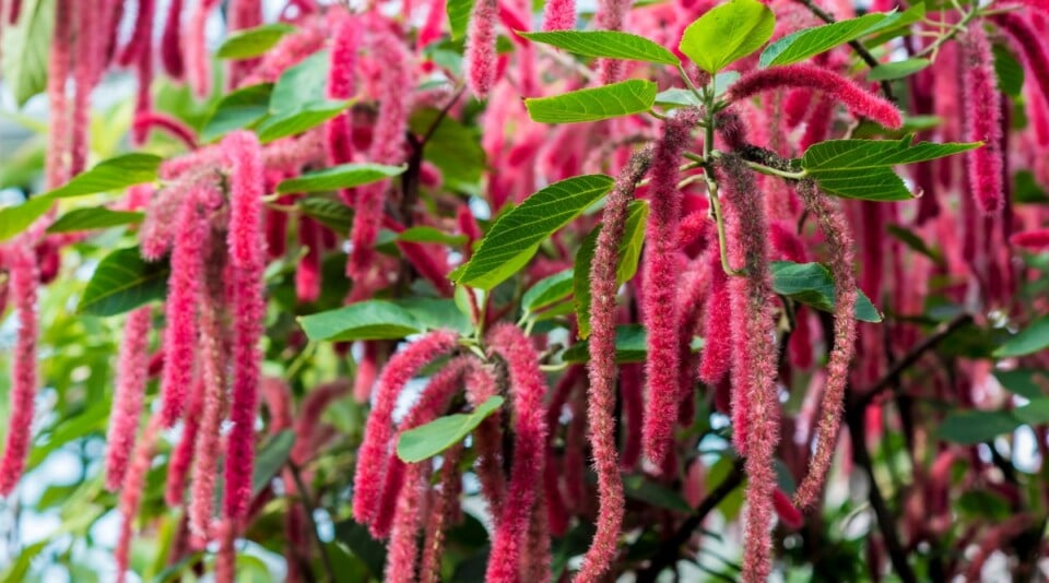 35 Flowers For a Lush, Tropical Garden