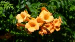 How to Plant, Grow and Care For Trumpet Vine