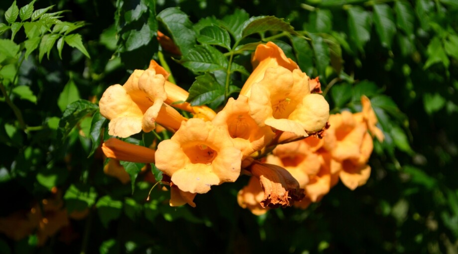 How to Plant, Grow and Care For Trumpet Vine