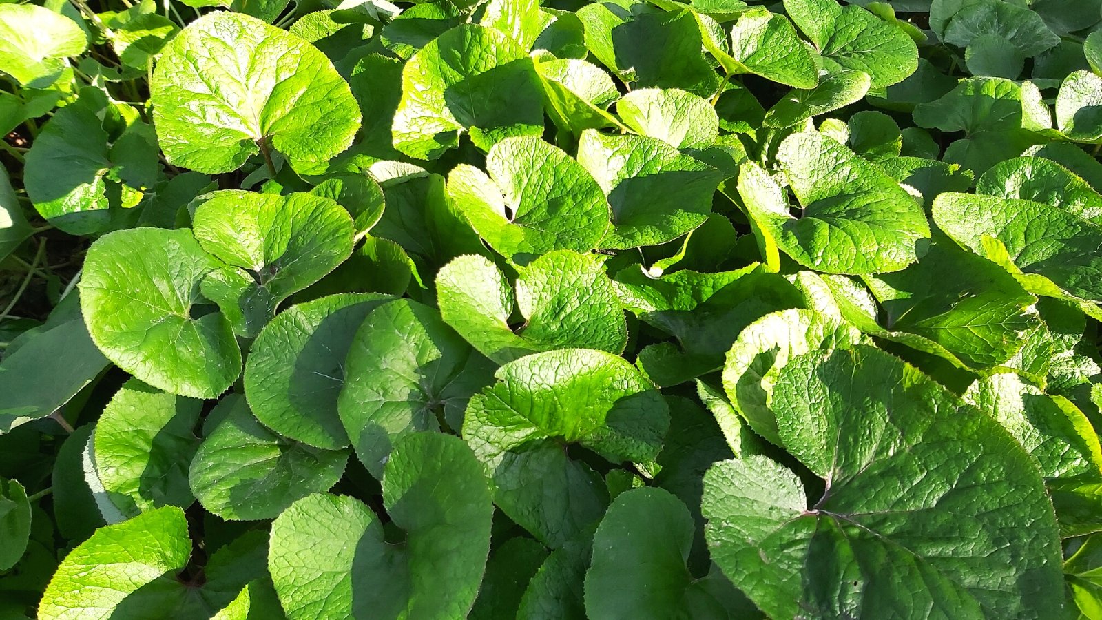 How to Plant, Grow and Care For Wild Ginger