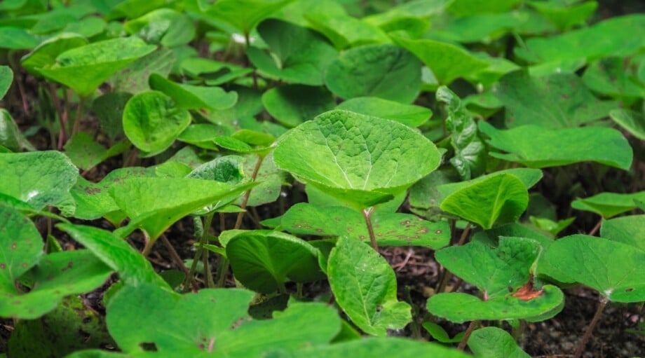 How to Plant, Grow and Care For Wild Ginger