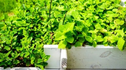How to Plant, Grow and Care For Peppermint