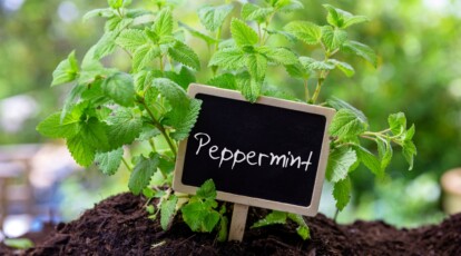 How to Plant, Grow and Care For Peppermint