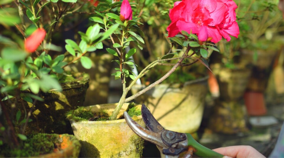 11 Tips For Growing Beautiful Azaleas in Containers