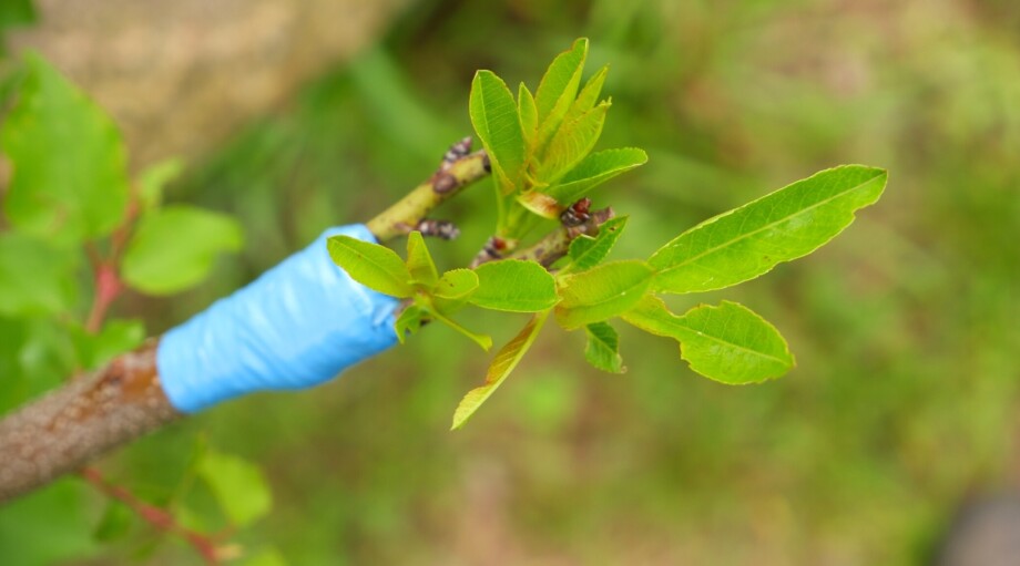 Peach Tree Growth Stages: How Fast Do Peach Trees Grow?