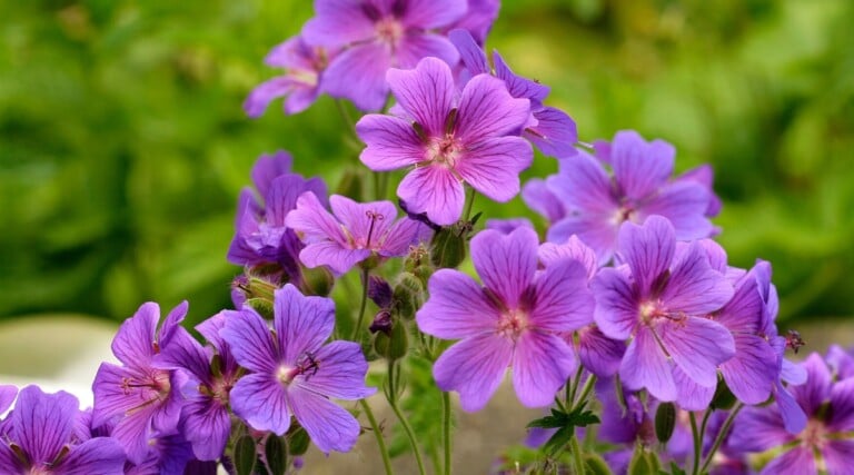 31 Perennials to Divide in Fall