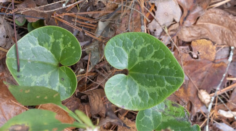 How to Plant, Grow and Care For Wild Ginger