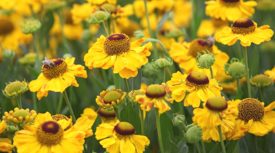 How to Plant, Grow, and Care for Sneezeweed