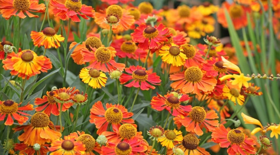 How to Plant, Grow, and Care for Sneezeweed