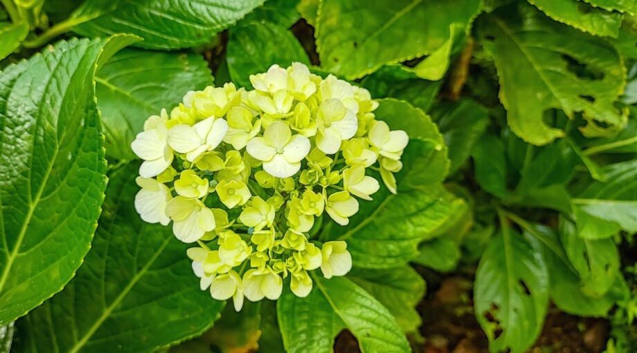 Why Does My Hydrangea Have Holes in the Leaves?