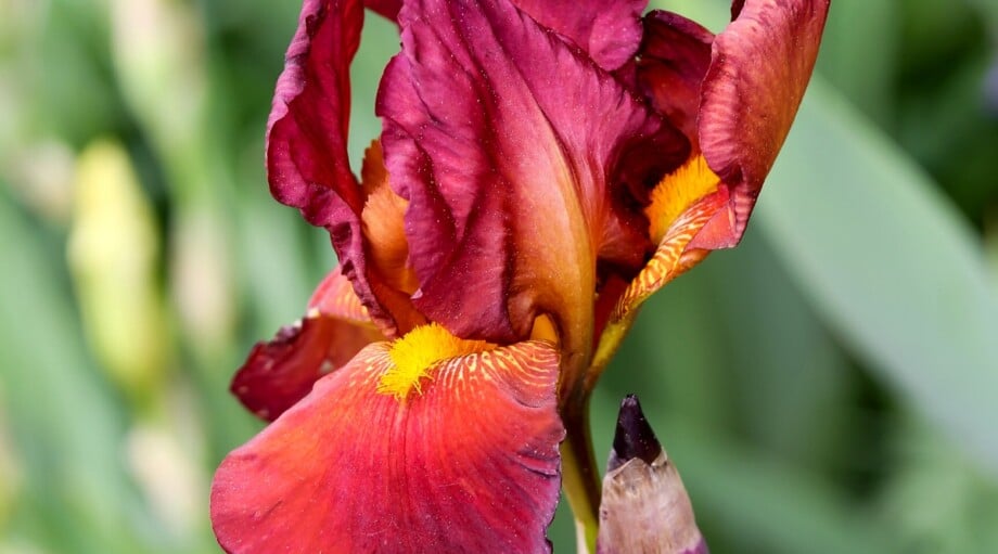 11 Different Types of Red Irises To Grow This Season