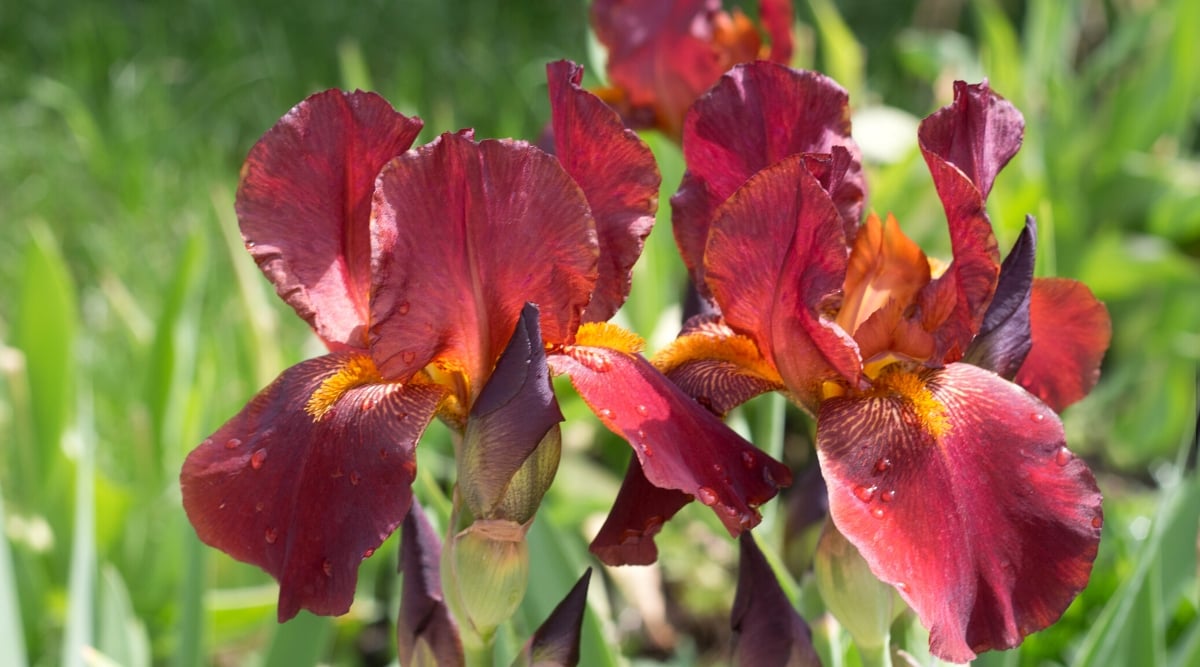 11 Different Types of Red Irises To Grow This Season