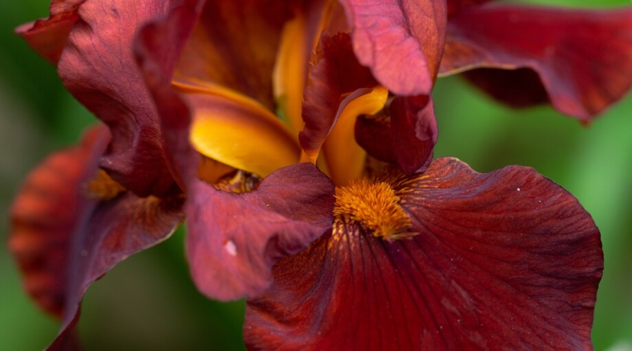 11 Different Types of Red Irises To Grow This Season