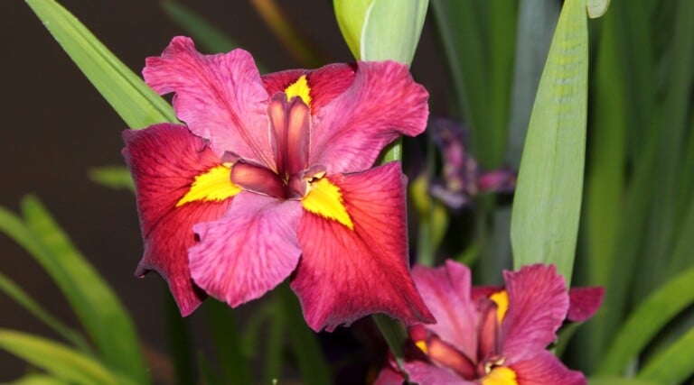 11 Different Types of Red Irises To Grow This Season