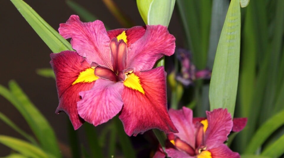 11 Different Types of Red Irises To Grow This Season