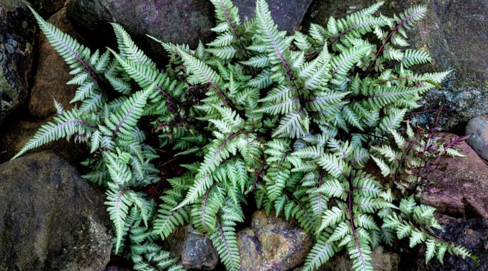 27 Flowering Perennials for Raised Garden Beds