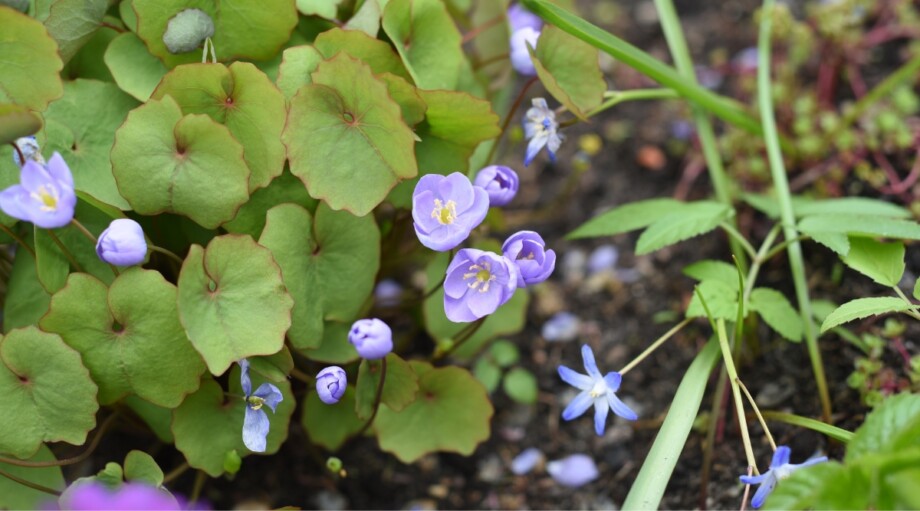 How to Plant, Grow and Care For Twinleaf Flowers