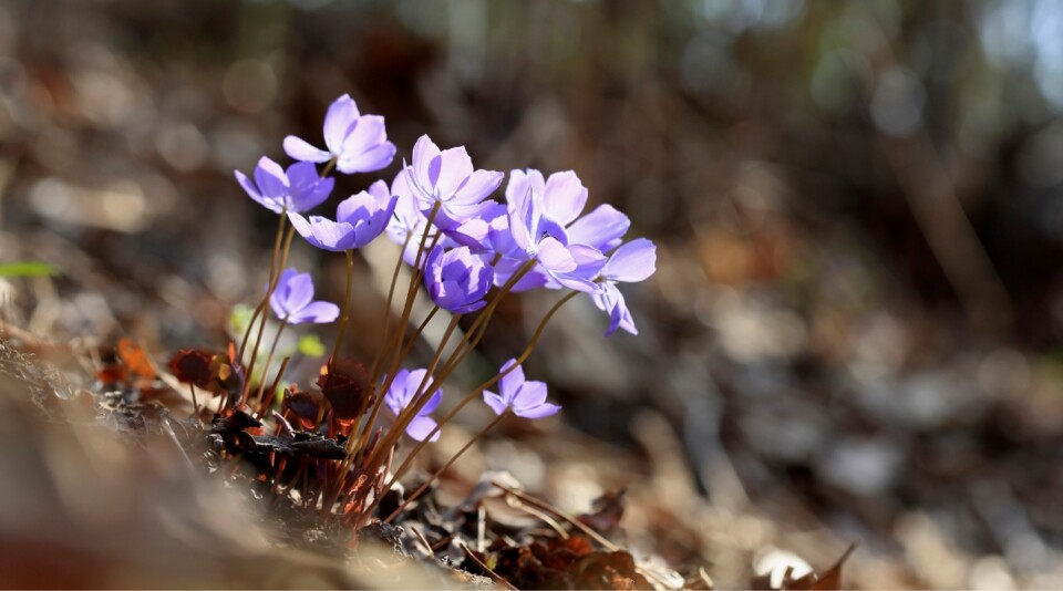 How to Plant, Grow and Care For Twinleaf Flowers