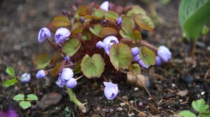 How to Plant, Grow and Care For Twinleaf Flowers