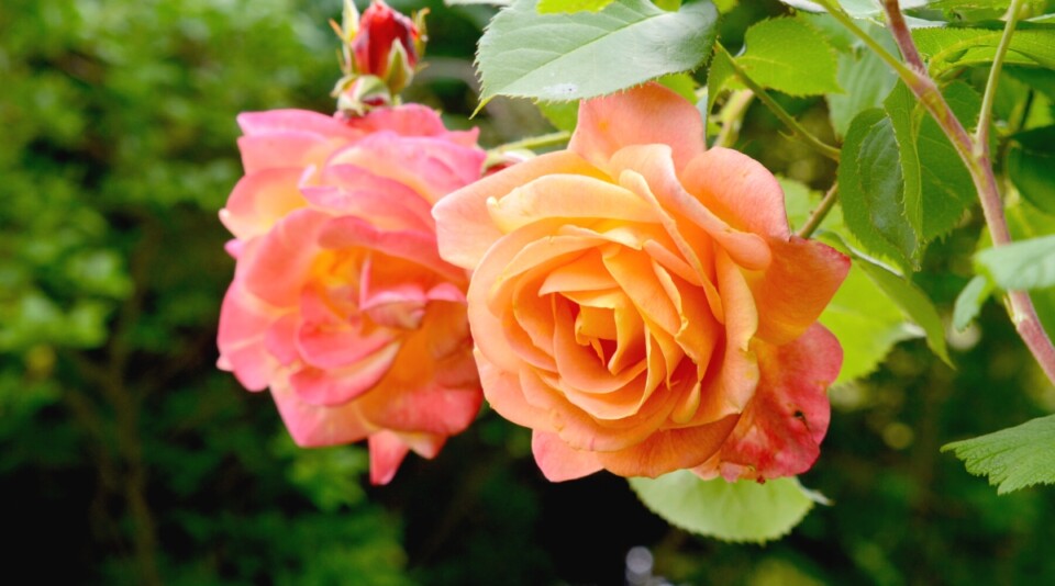 14 Brightly Colored Roses to Grow This Season