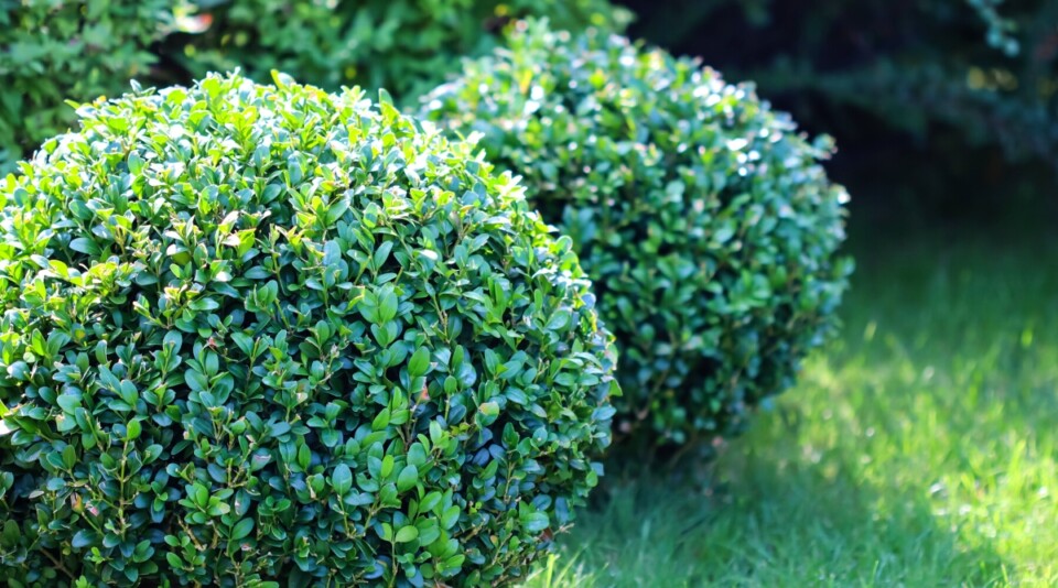 25 Low-Maintenance Shrubs That Thrive on Neglect