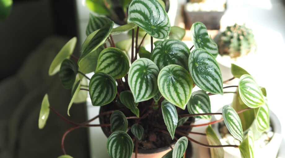 How and When to Use a Pebble Tray For Houseplants