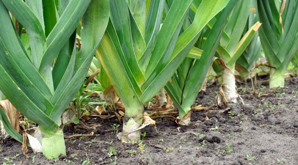 27 Heat Resistant Vegetables for Warm Climates