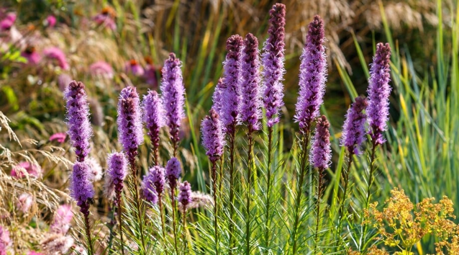 35 Flowers That Will Thrive in Sandy Soil