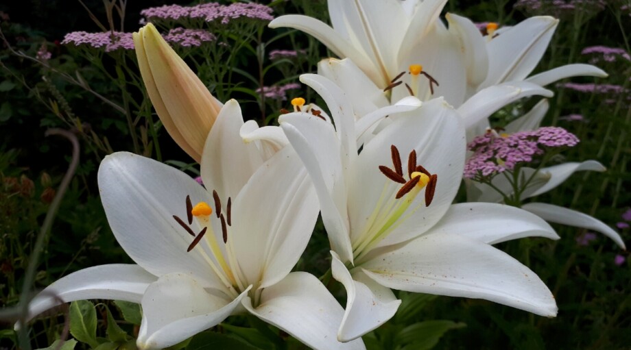27 Flowering Perennials for Raised Garden Beds