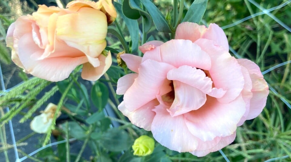 How to Plant, Grow, and Care for Lisianthus