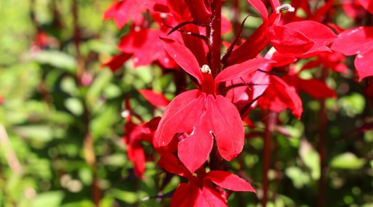 17 Native Plants to Add to Your Shade Garden