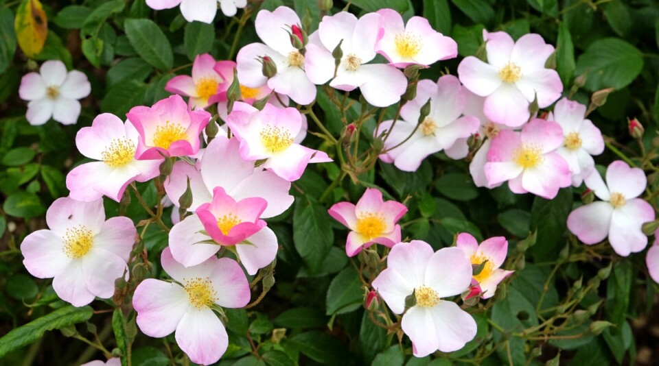 21 Pollinator Friendly Roses to Grow This Season