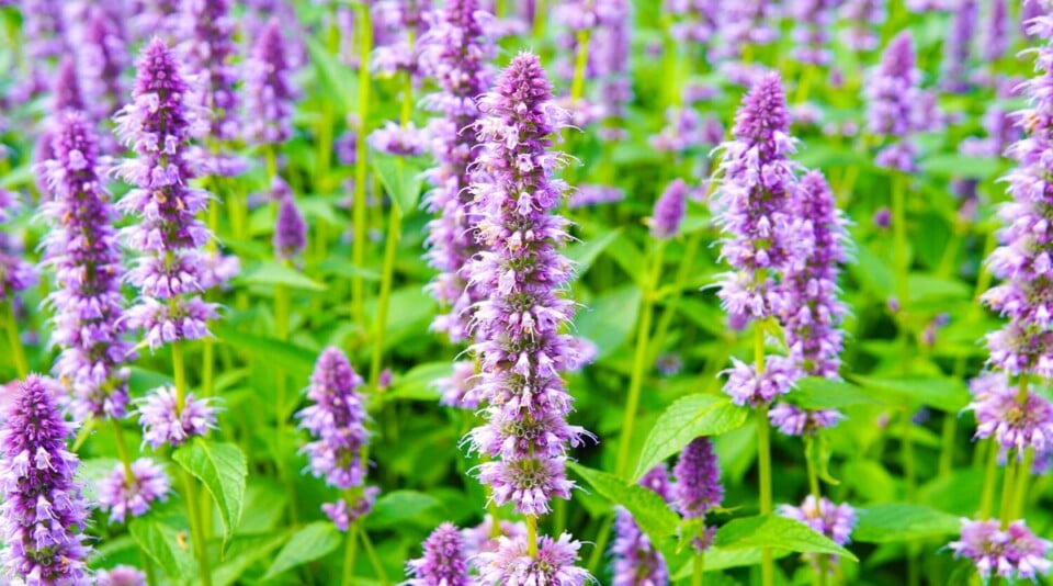 21 Best Perennials for Pots and Containers