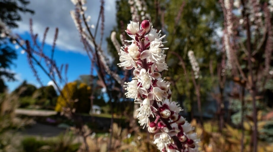 27 Native Plants That Will Support Pollinators in the Fall
