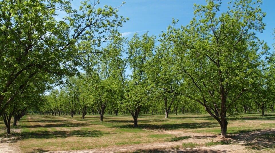 How to Plant, Grow and Care For Pecan Trees