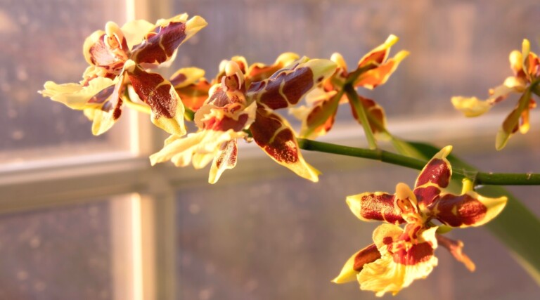 How to Plant, Grow and Care For Oncidium Orchids