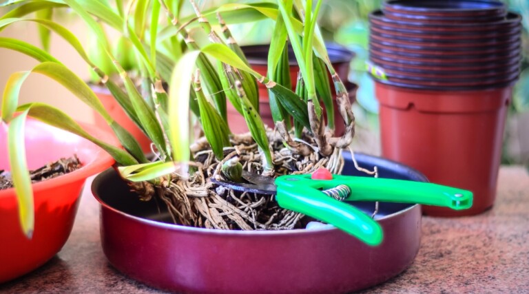How to Plant, Grow and Care For Oncidium Orchids