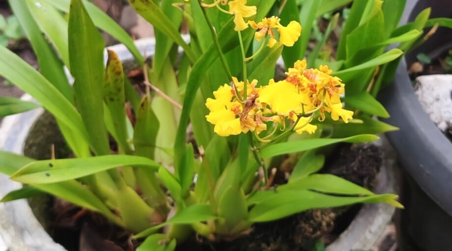 How to Plant, Grow and Care For Oncidium Orchids