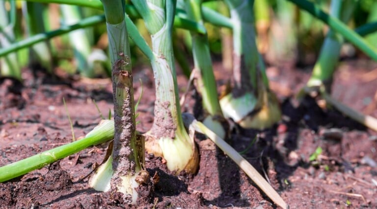 27 Heat Resistant Vegetables for Warm Climates