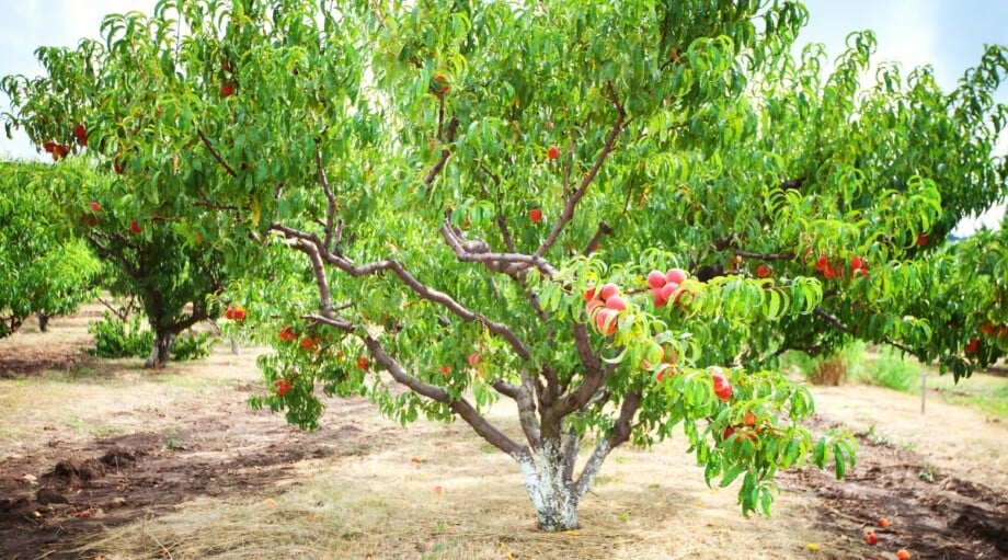 Peach Tree Growth Stages: How Fast Do Peach Trees Grow?